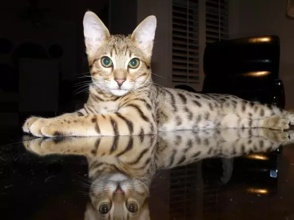 Асирската котка се намира на огледална повърхност