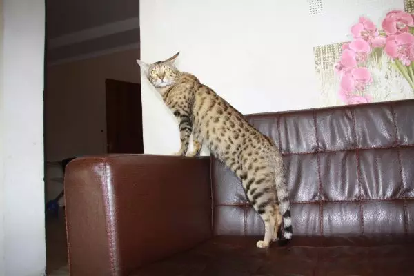 Kot asher stoi, opierając się przedni łapy o uchwycie skóry brązowej sofy
