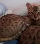 חתול אשר צבע קינמון טמון על המיטה