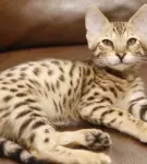 Cat Royal Asher se encuentra en un sofá marrón de cuero