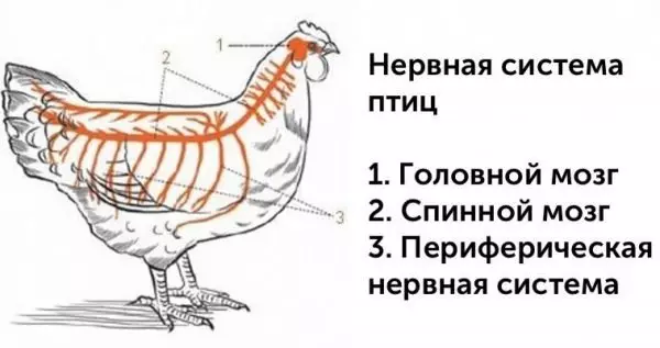 Ayam tulang belakang dan otak