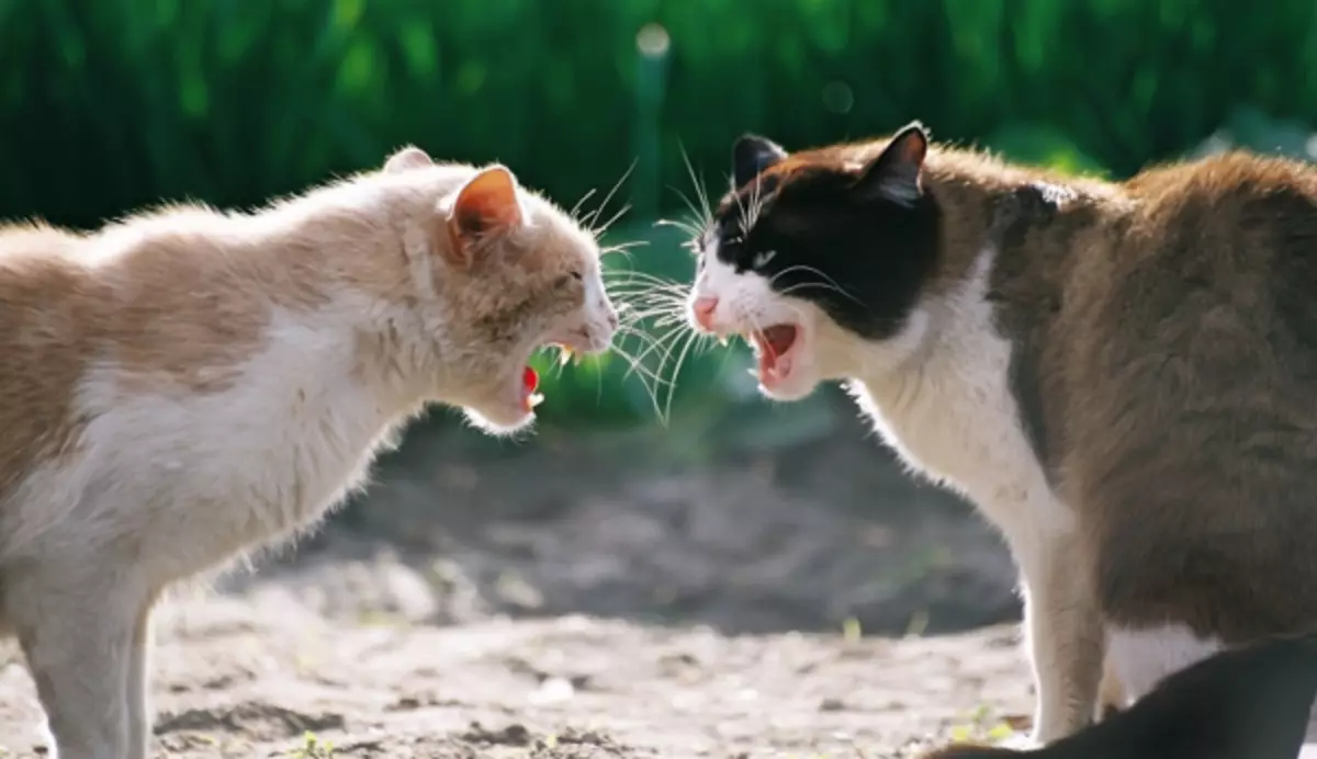 بلیوں کی لڑائی