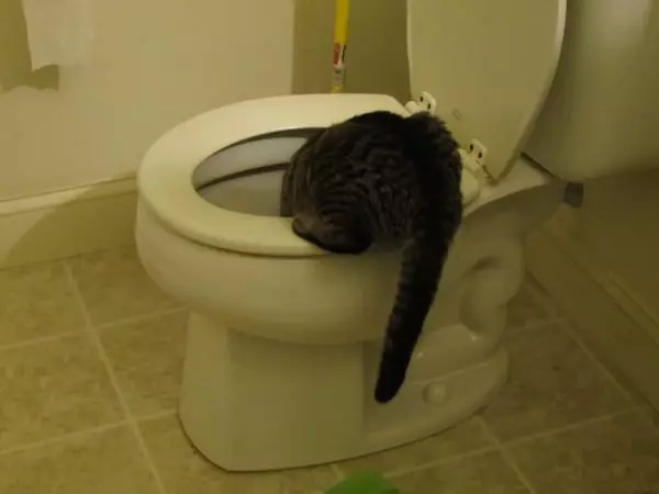 نوشیدنی های گربه از توالت کاسه