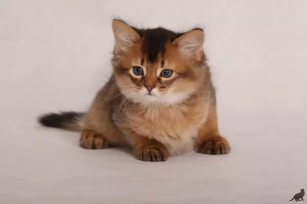 Kitten Somali Kitten