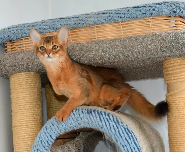 Somalische kat kijkt uit een kattenhuis