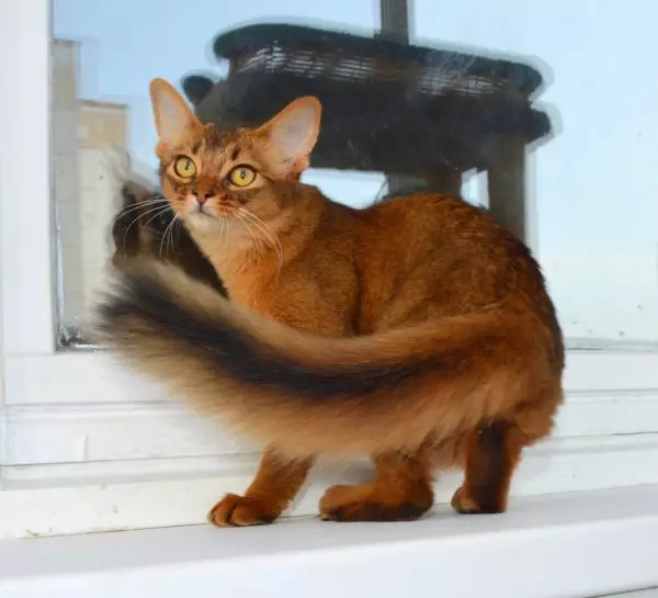 Kucing Somalia ngadeg ing windowsill