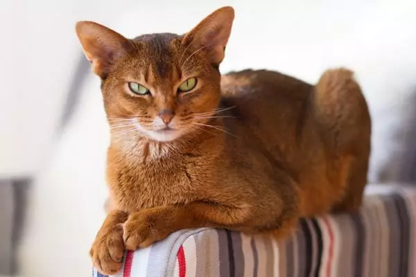 Абисинијанската мачка лежи на рачката на фотелјата