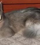 Самалійская кошка блакітнага афарбоўкі ляжыць на дыване каля шафы