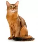 Мачката сомалиска боја киселица седи и гледа нагоре