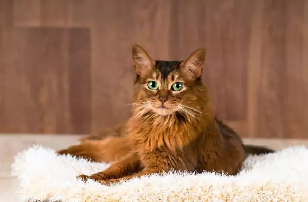 Le chat somalien se trouve sur une couverture blanche