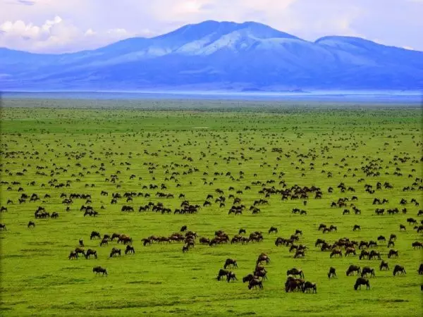 Serengeti: မွေးမြူရေးဖော်ပြချက်, ကြောင်ဇာတ်ကောင်နှင့် Hawts များ, ထိန်းသိမ်းစောင့်ရှောက်ရေးအသွင်အပြင်များ, ဓါတ်ပုံများ, ပိုင်ဆိုင်မှုဆိုင်ရာသုံးသပ်ချက်များ