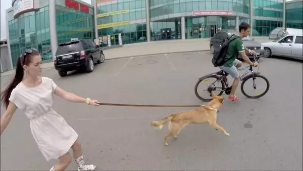 Hundebikes an einem Radfahrer
