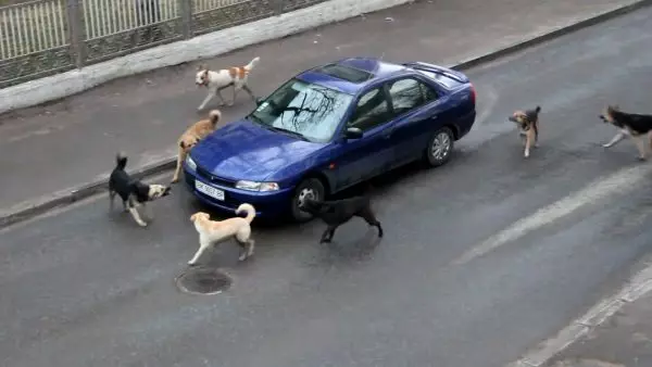 Eine Herde von Hunden, die ein Auto haben