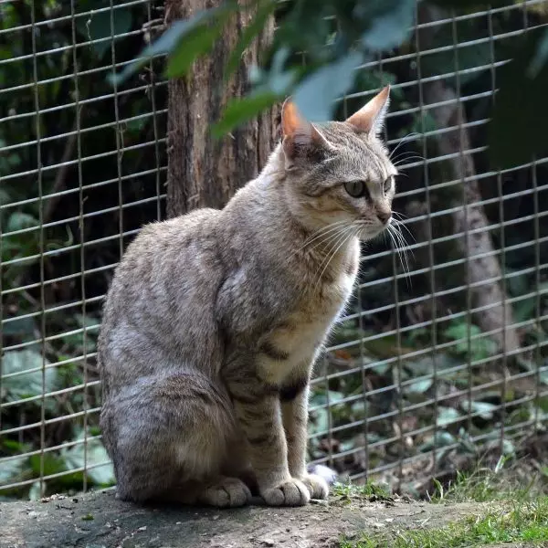 Steppen Cat: Lifestyle, Habitat, შინაარსი ტყვეობაში, რეპროდუქცია და კვების კატა
