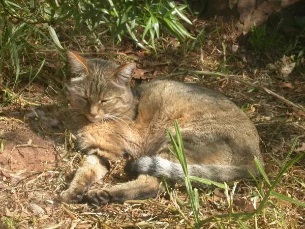 Mèo thảo nguyên trong tự nhiên