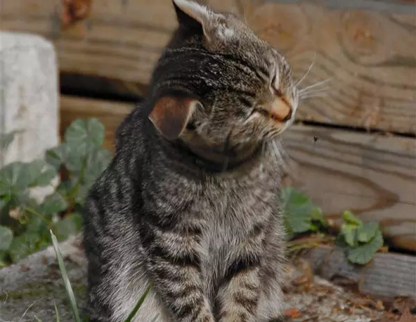 Cat shevelit αυτιά