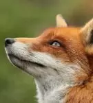 Fox ρύγχος
