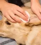 Ο σκύλος καθαρίζει τα αυτιά