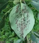 Pear Gallic Tick