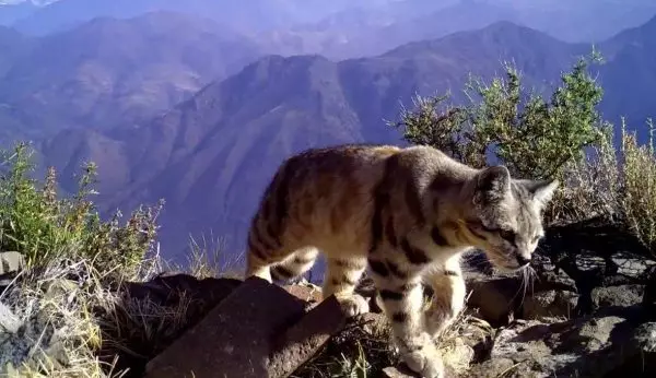 Andean macska a hegyekben