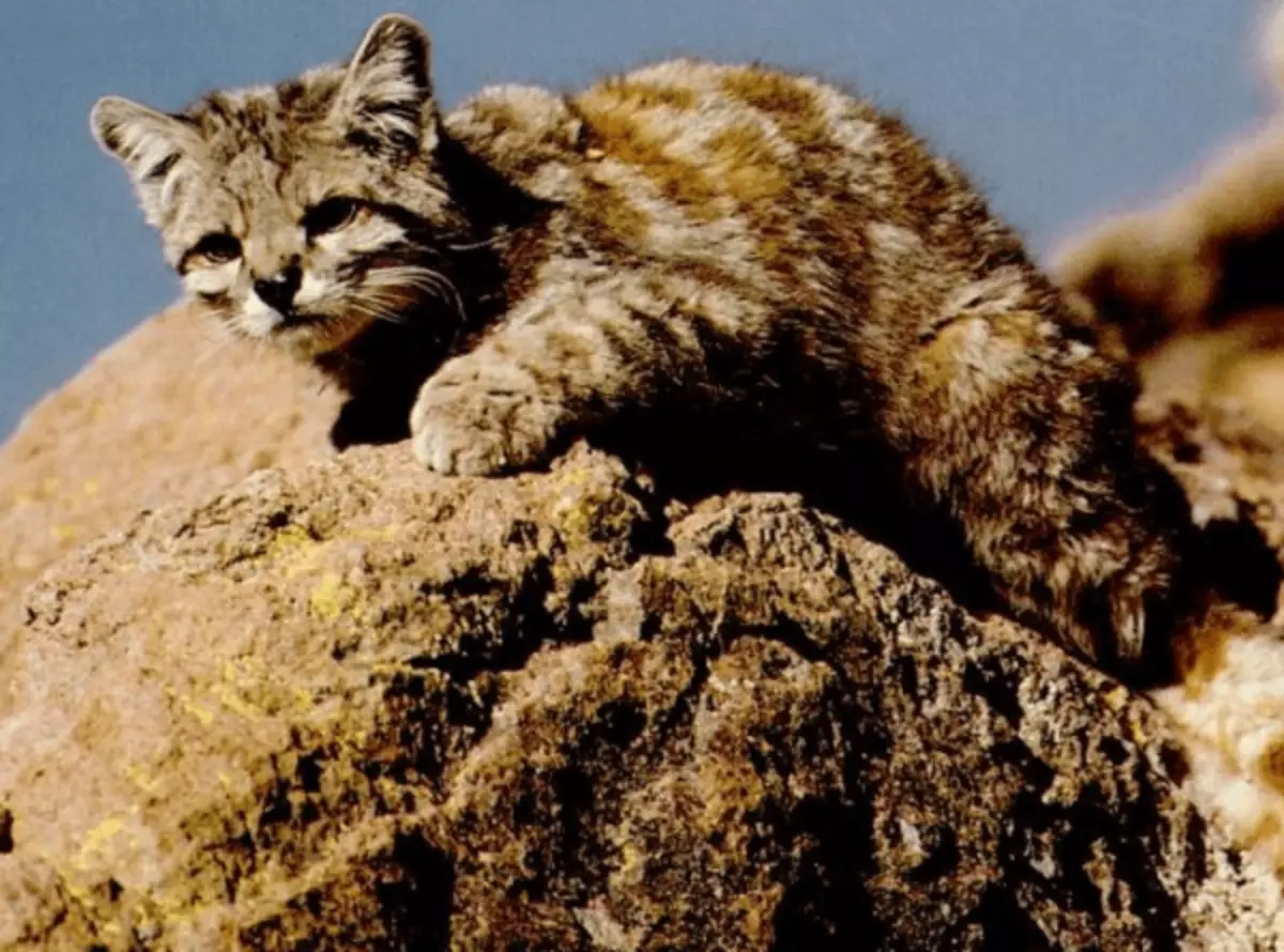Andské kočka před skákáním