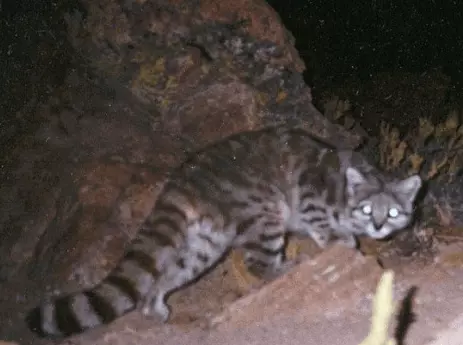 Andska mačka ponoči