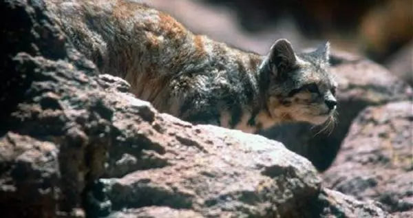 Andean katt blant steiner