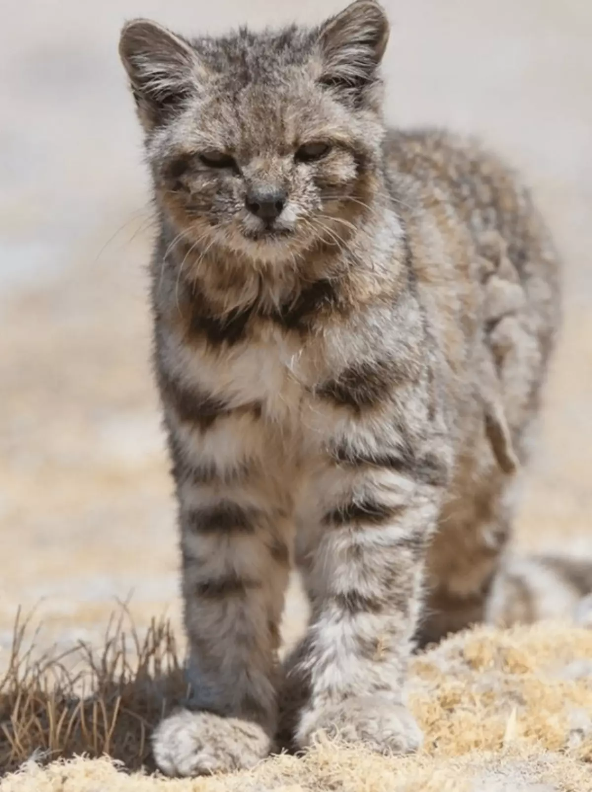 Andean macska teljes nőtt