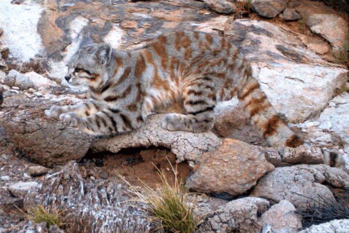 Andska mačka se skriva med kamne