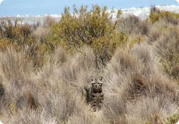 Andean macska száraz fű között