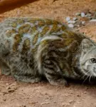 Andska mačka na glinenih depozitih