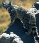 Anda macska a sziklán