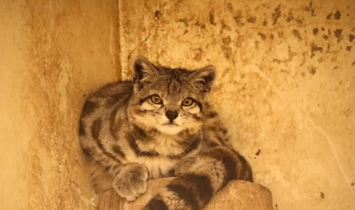 Andean macska fogságban
