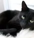kucing hitam