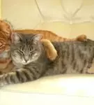 Mating cats