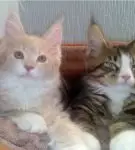 Jonge Kittens