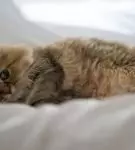Mačka u krevetu