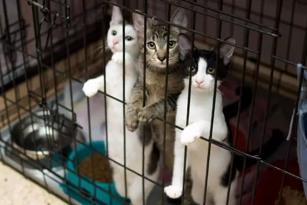 Kucing di tempat perlindungan