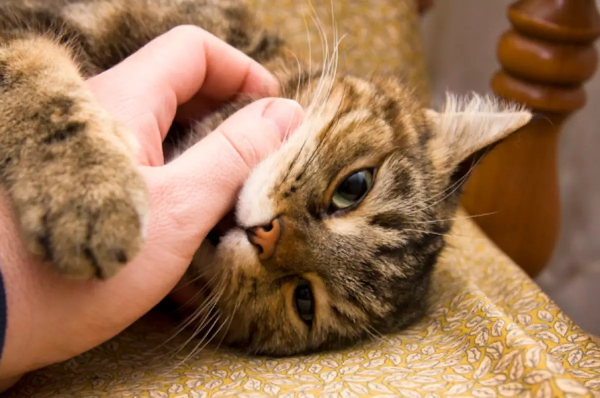 Cat bites human hand
