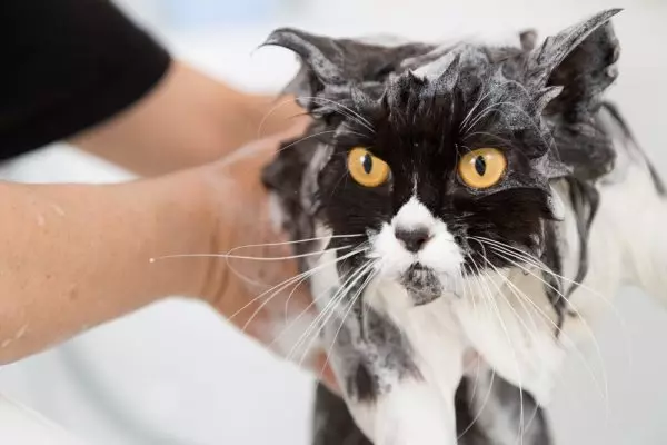 แมวอาบน้ำ
