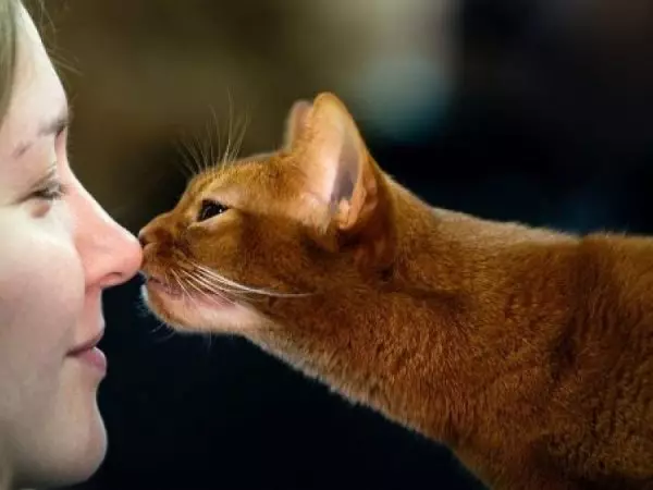 Cat sniffs hostess