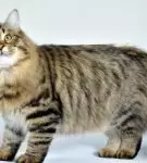 Kucing Siberia.