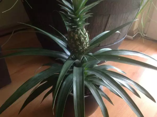 Un ananas