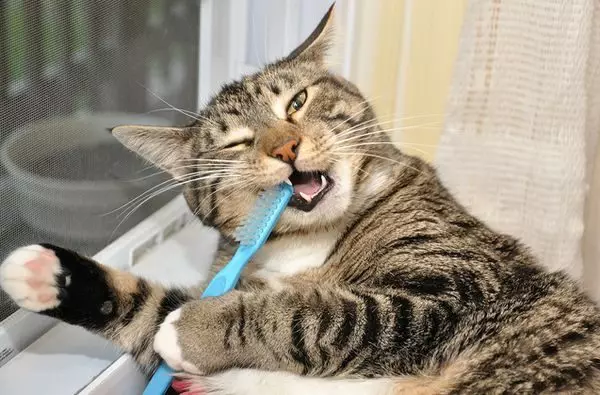 Мачка гризе четка за заби