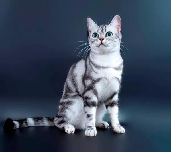 American Shorthair Cat si siede