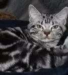 Американски Shorthair Cat Marble боја