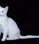 Ақ американдық Shorthair Cat