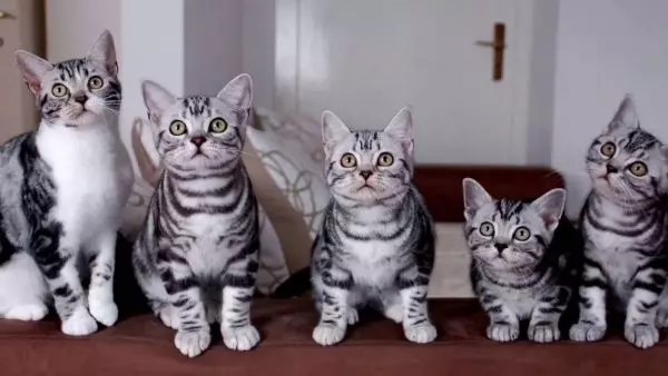 American Shorthair Cats siedzą