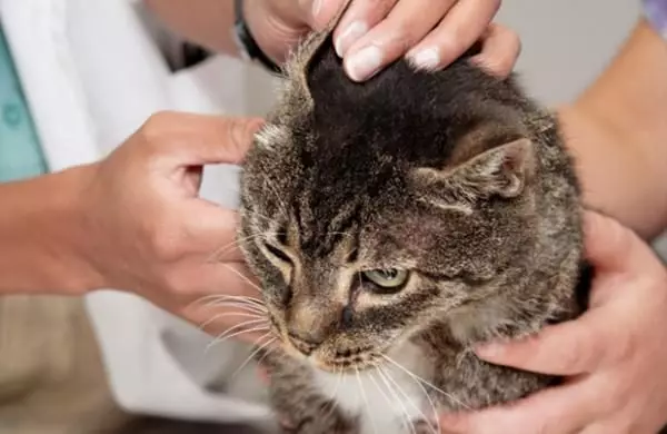 Ветеринарният лекар изследва ушите от котката