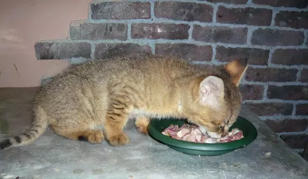 Kaķēns Chauzi ēd gaļu